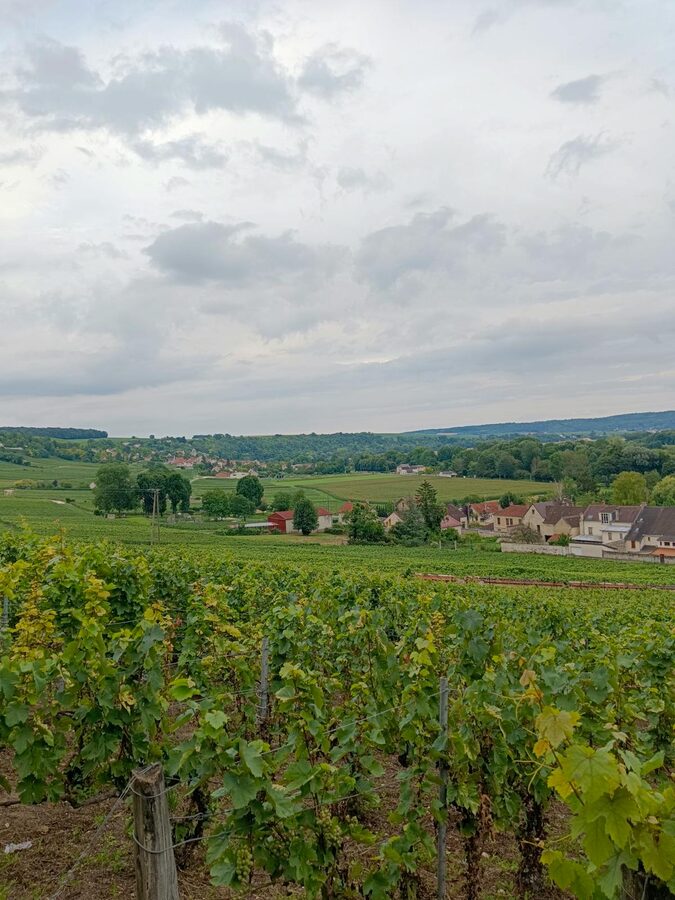Charming village houses surrounded by vineyards in the Champagne countryside