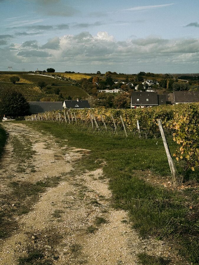 Autumn colours in a Champagne vineyard with golden and green leaves on the vine rows