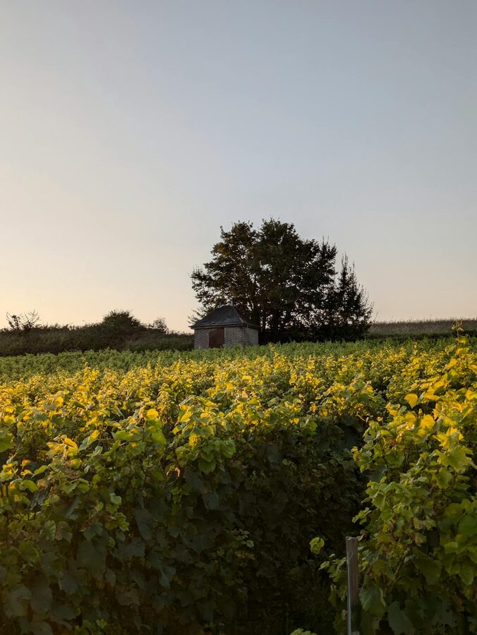 Golden sunset light falling across champagne vineyard rows in the Montgueux hills