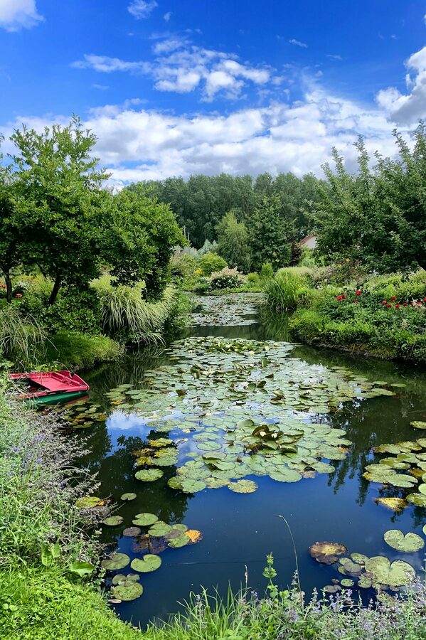 Garden pond with lush plants and water lilies under blue sky
