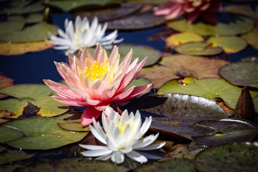 Colourful water lilies blooming on a pond with lily pads