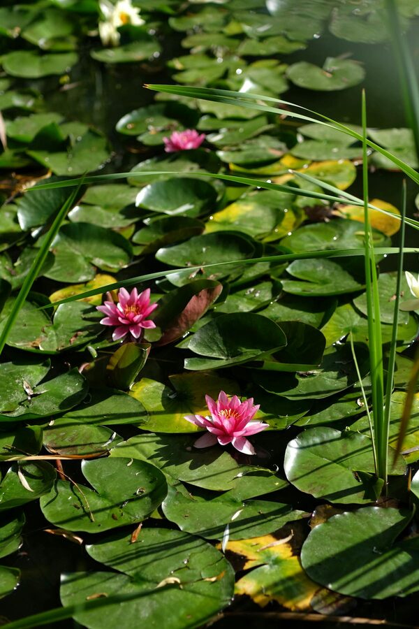 Pink water lilies floating on green lily pads in sunlight