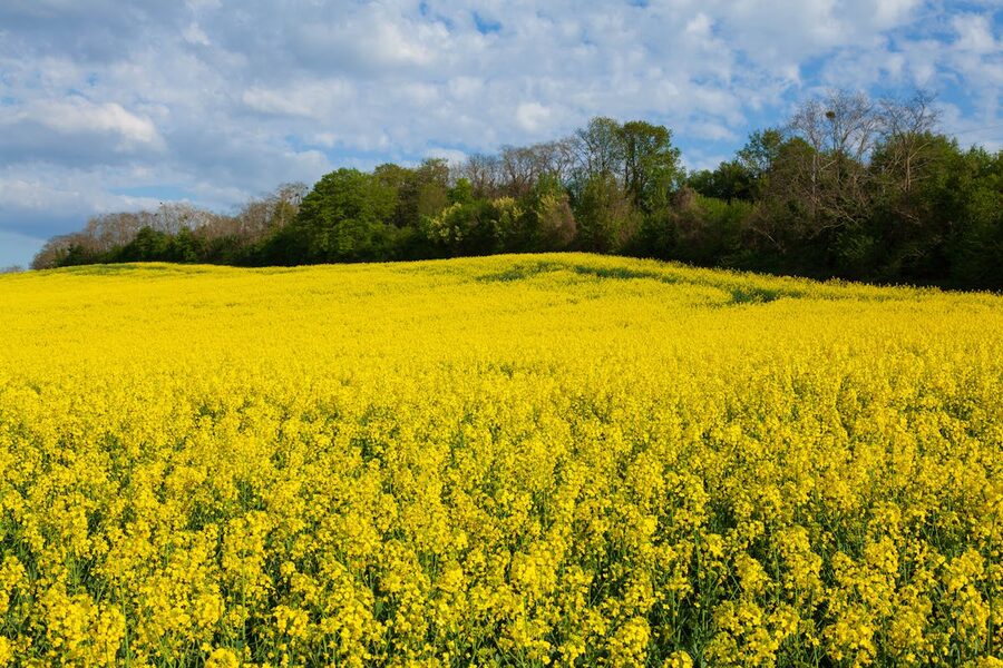 Vast yellow rapeseed field under blue sky in the Normandy countryside