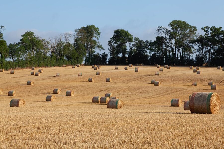 Hay bales in a sunny Norman field with green hedgerows