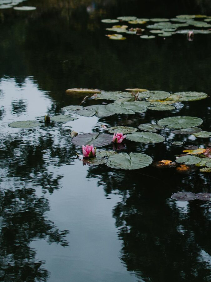 Close-up of water lilies floating on a calm pond surface