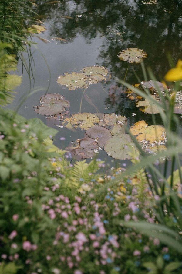 A pond covered with water lilies and surrounded by flowers and greenery