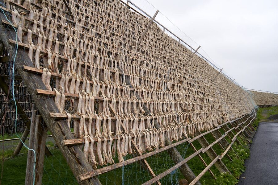 Fish drying on wooden racks outdoors by the sea