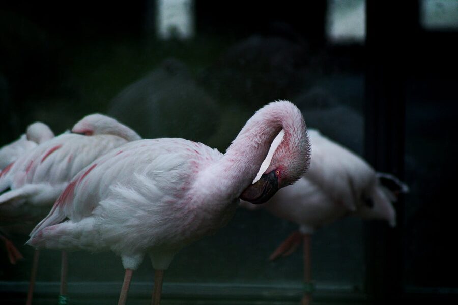Pink flamingos standing elegantly by water
