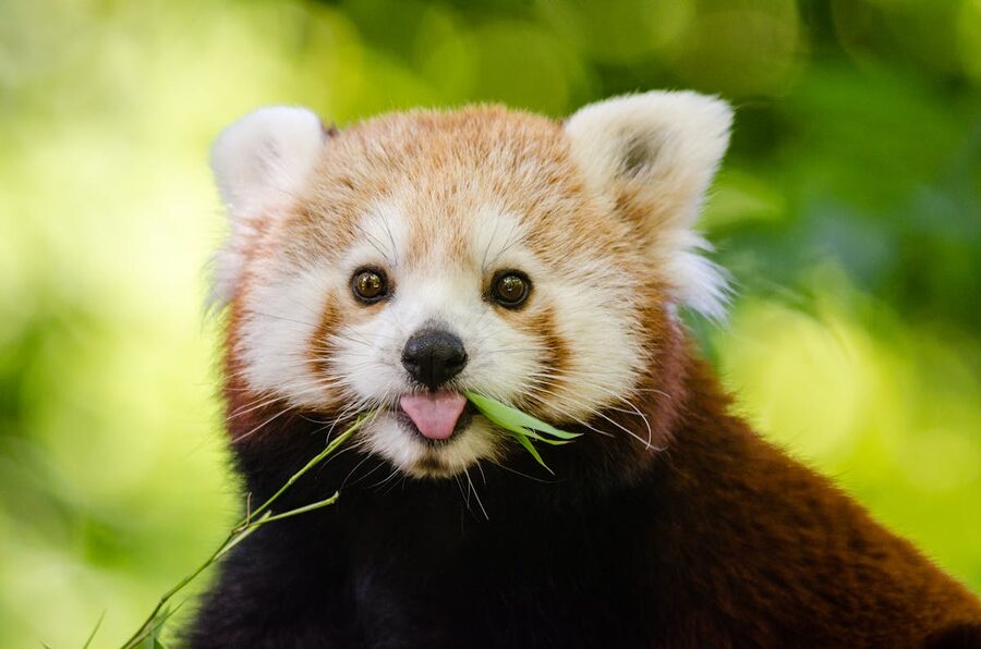 Red panda eating bamboo in green setting