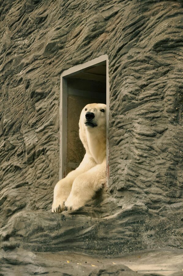Polar bear peeking from its enclosure