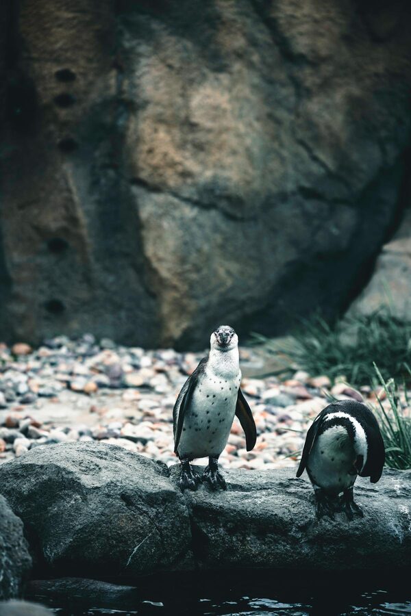 African penguins resting on rocky habitat