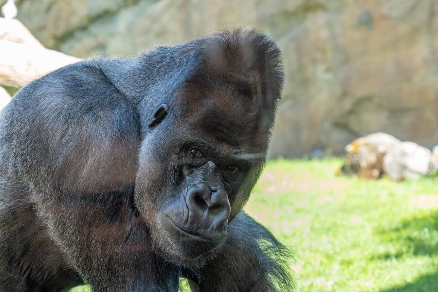 Western gorilla close-up portrait