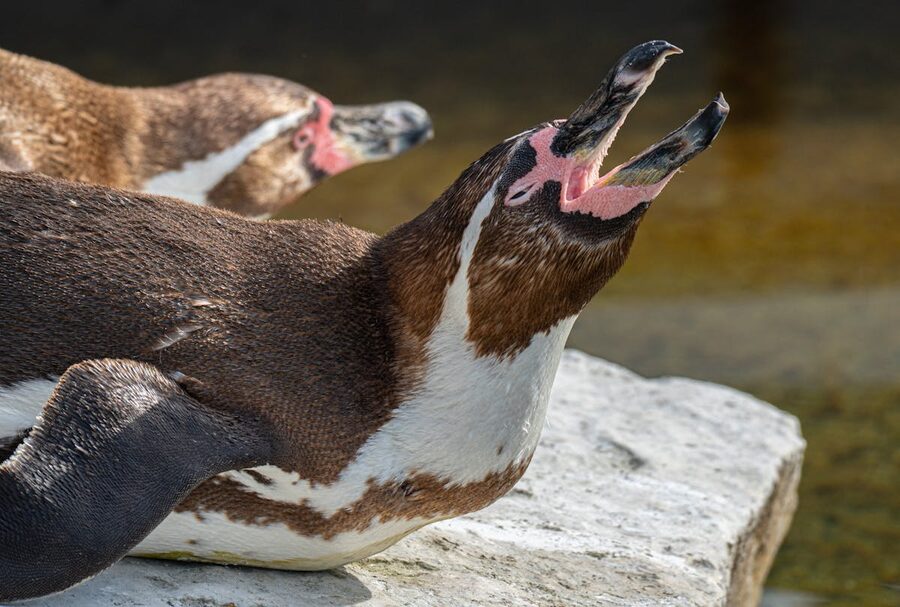 Humboldt penguins sunbathing on rocks at zoo