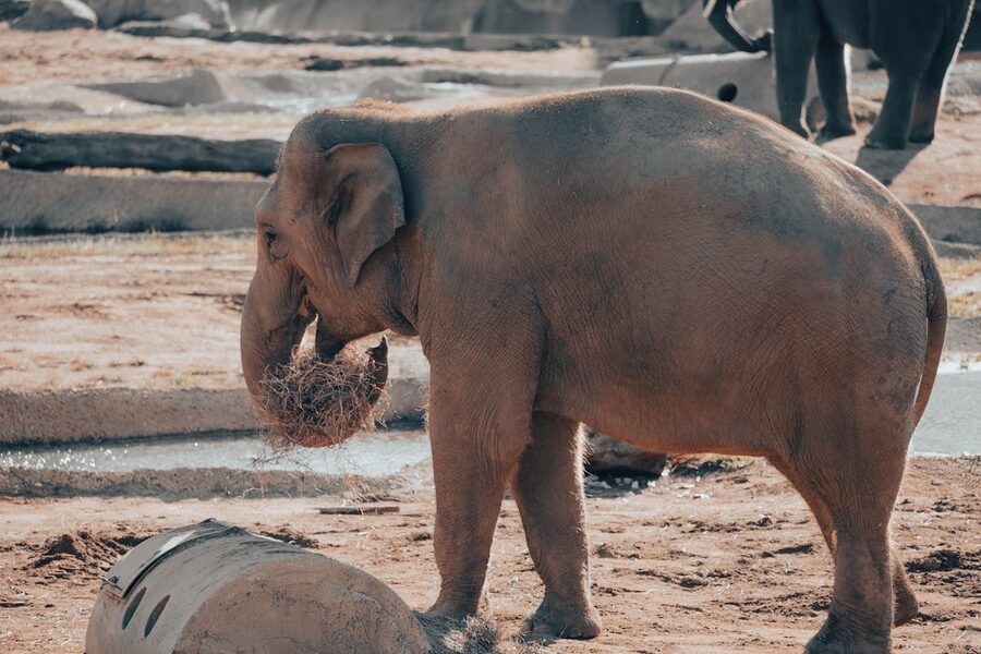 Asian elephant eating hay outdoors at zoo
