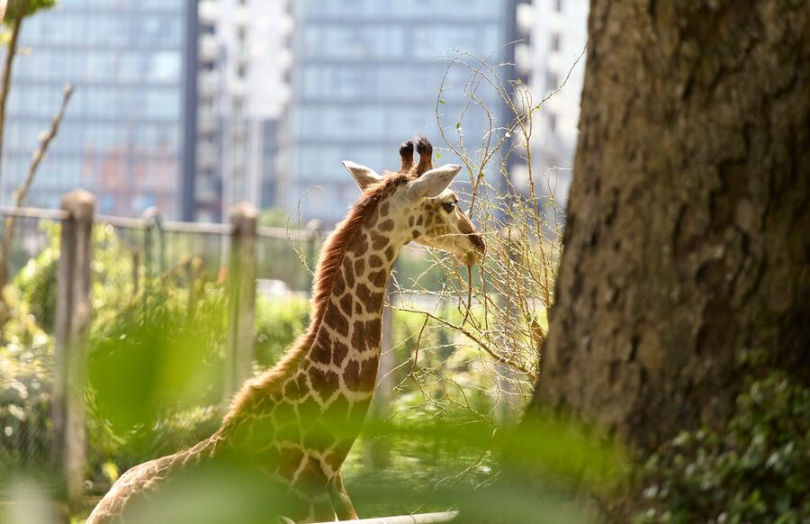 Giraffe feeding among trees with city skyline