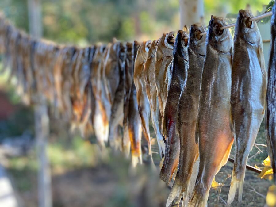 Dried fish hanging on wooden sticks outdoors