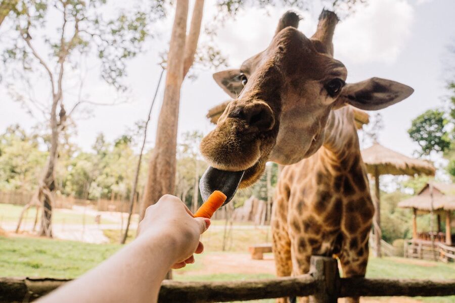 Giraffe being hand-fed by zoo visitor