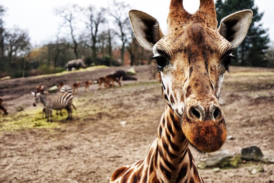 Giraffe close-up with zebras in background at zoo