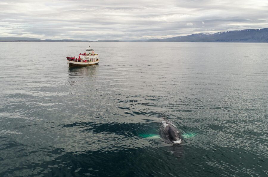 Humpback whale breaching off the coast of Reykjavik during a whale watching tour