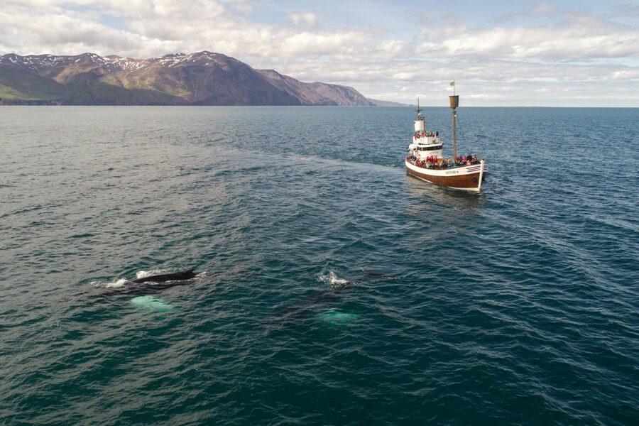 Minke whale surfacing near a whale watching boat in Faxaflói Bay Iceland