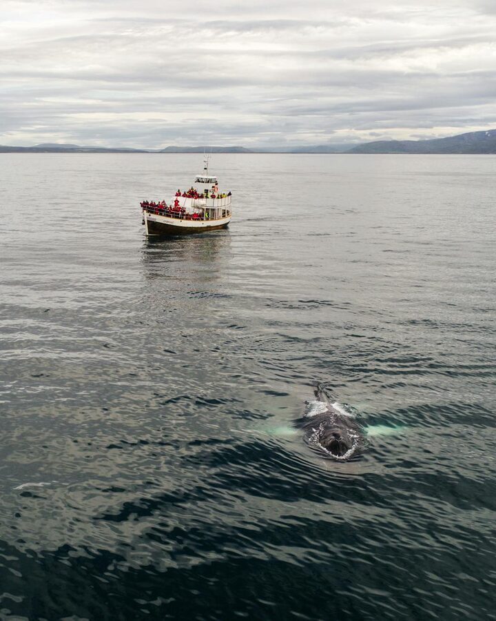 Whale watching passengers observing marine wildlife from the deck of a tour boat