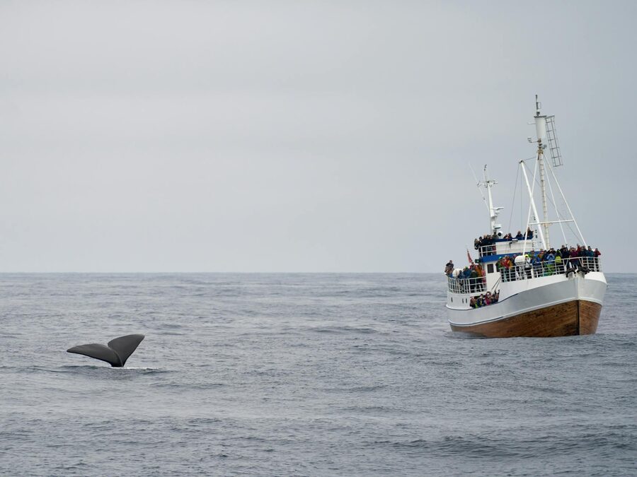 Humpback whale tail fluke above the water with Reykjavik coastline in the background