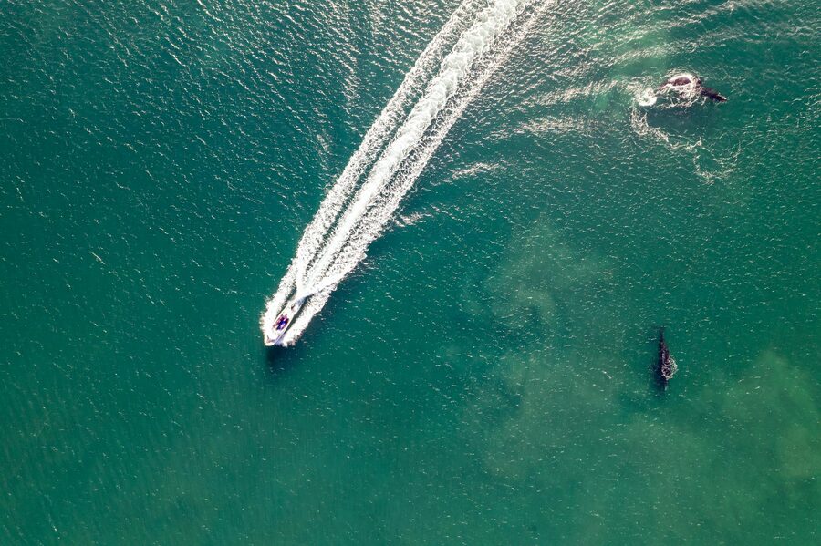 Pod of dolphins swimming alongside a whale watching vessel near Iceland