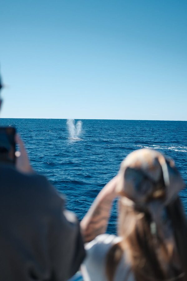 Puffin sitting on coastal rocks near a whale watching route in Iceland