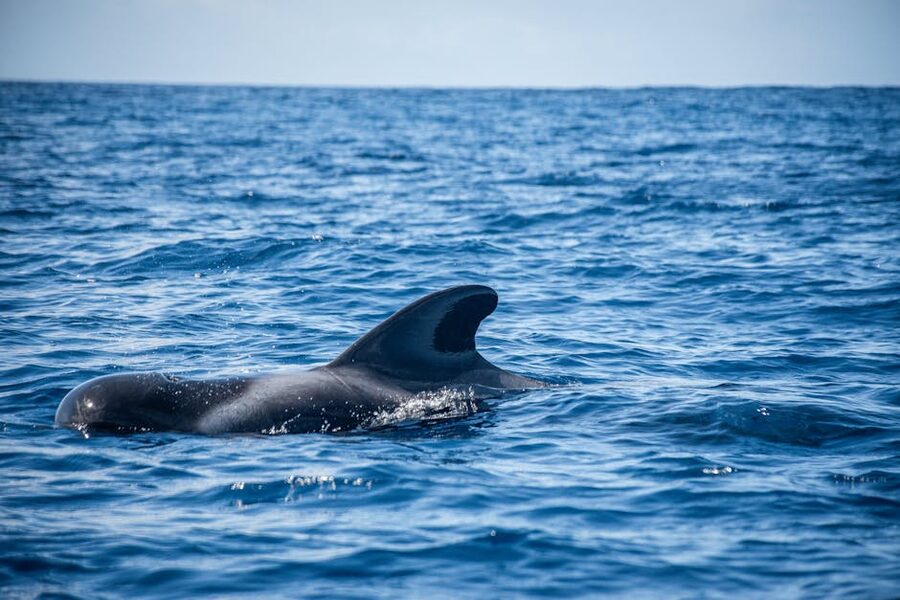 Pilot whale in clear ocean water showing dorsal fin