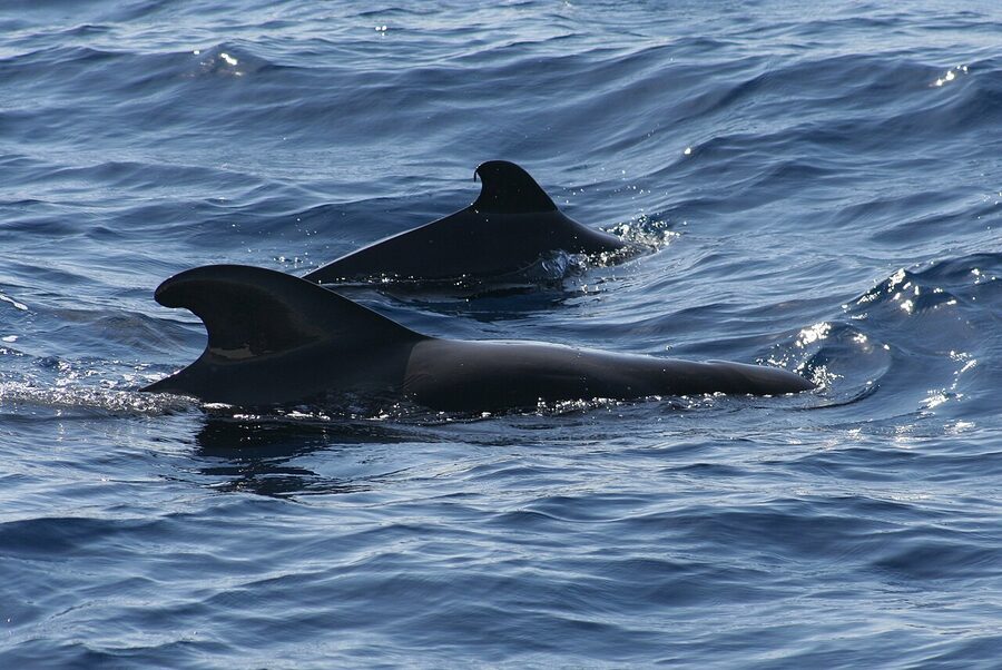 Pod of pilot whales surfacing together in the ocean