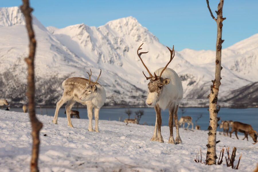 Snowy mountain scenery in northern Norway