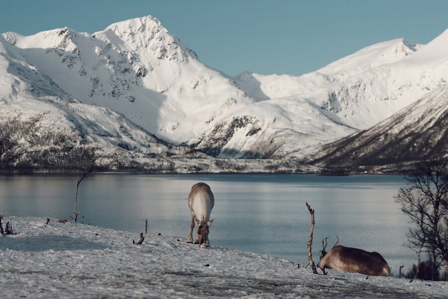 Reindeer group in snowy birch forest