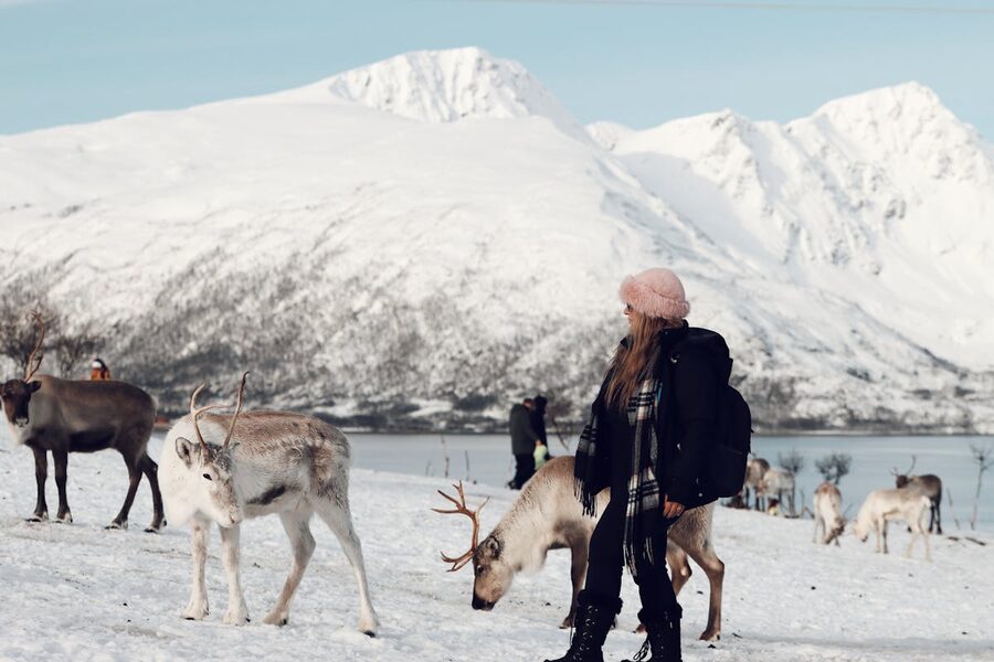 Reindeer in snowy Arctic forest