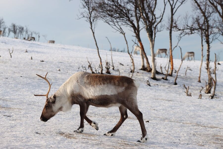 Reindeer herd in snowy field