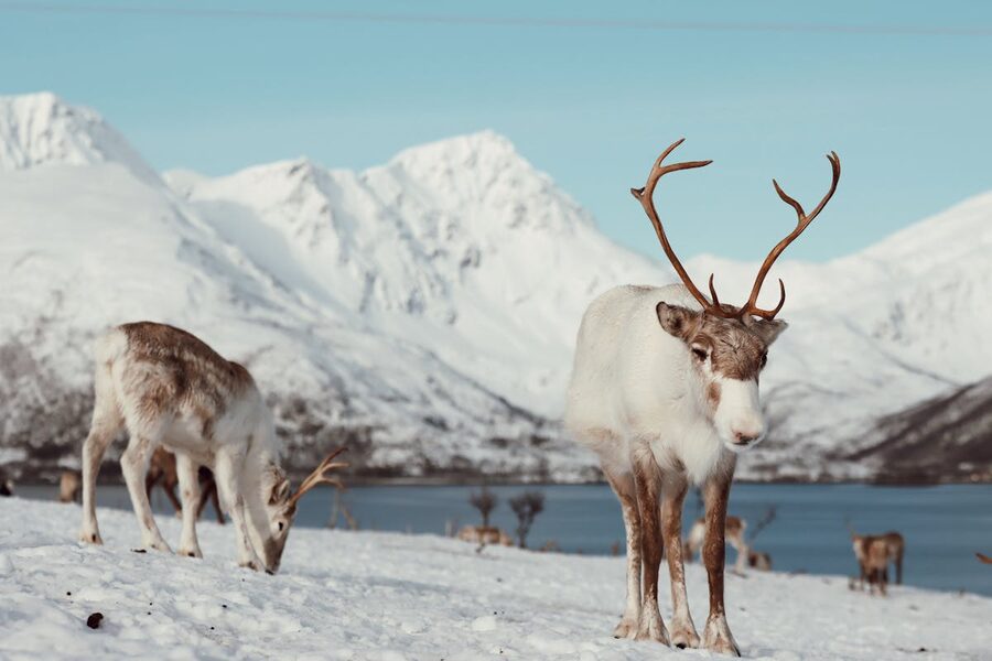 Arctic winter scene with mountains and snow