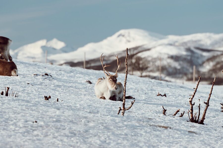 Reindeer herd in snow