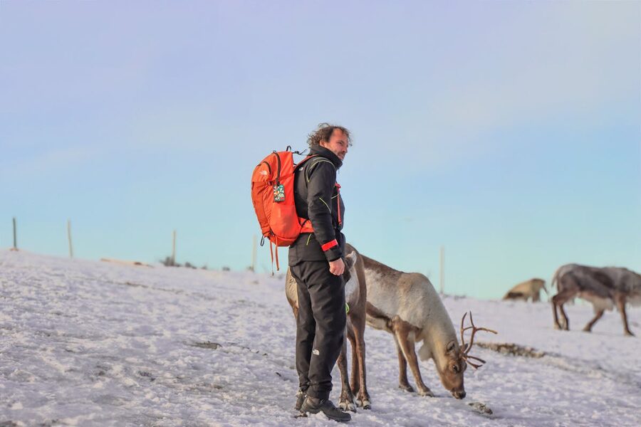 Reindeer close-up in snow
