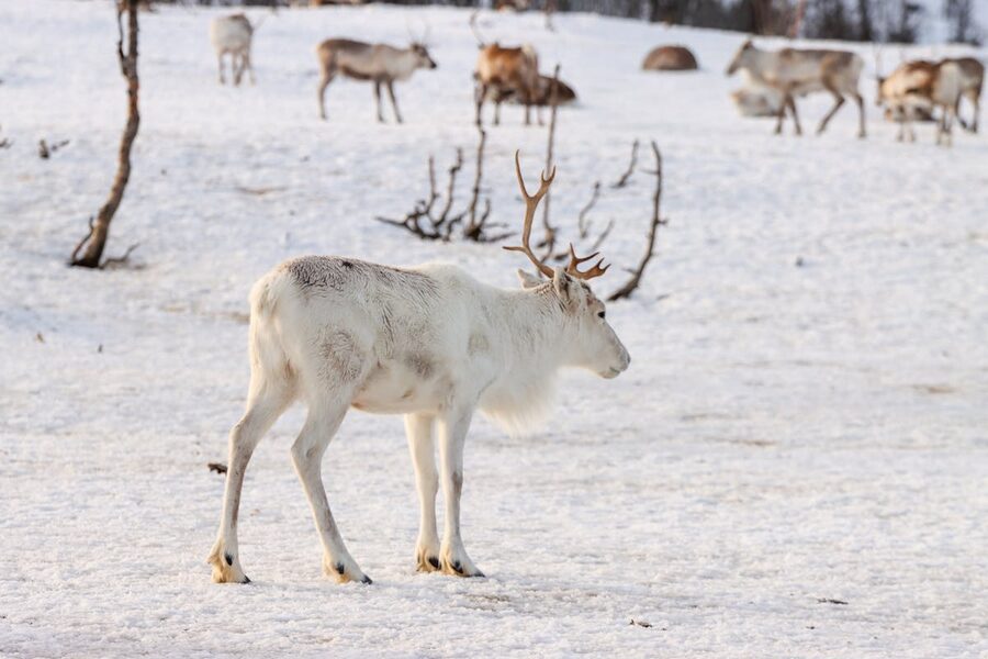 Reindeer portrait in snow