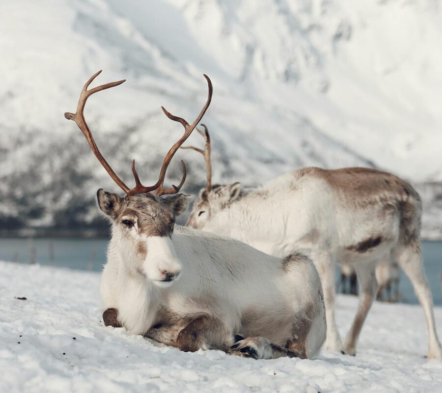 Reindeer in winter forest