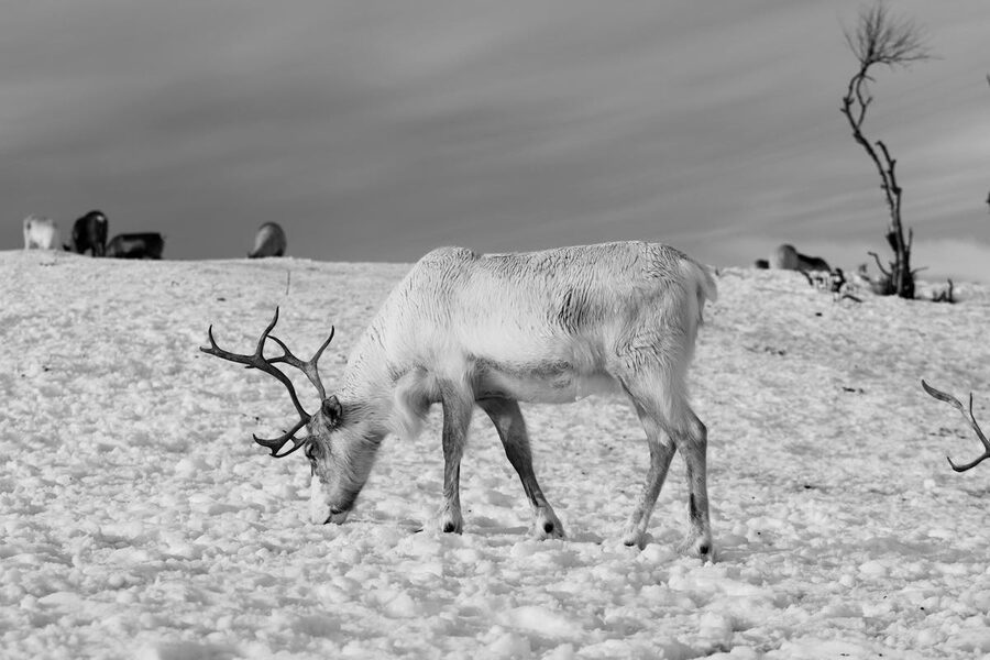 Reindeer standing in deep snow