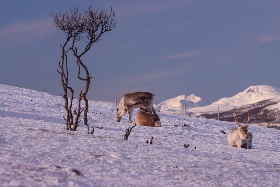 Reindeer herd walking through snow