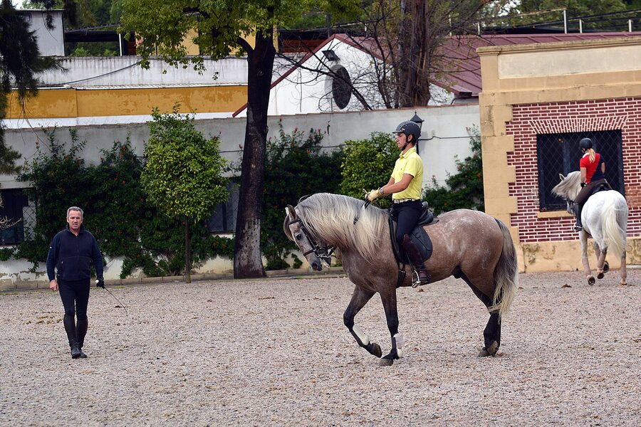 Arena view at the Real Escuela Jerez
