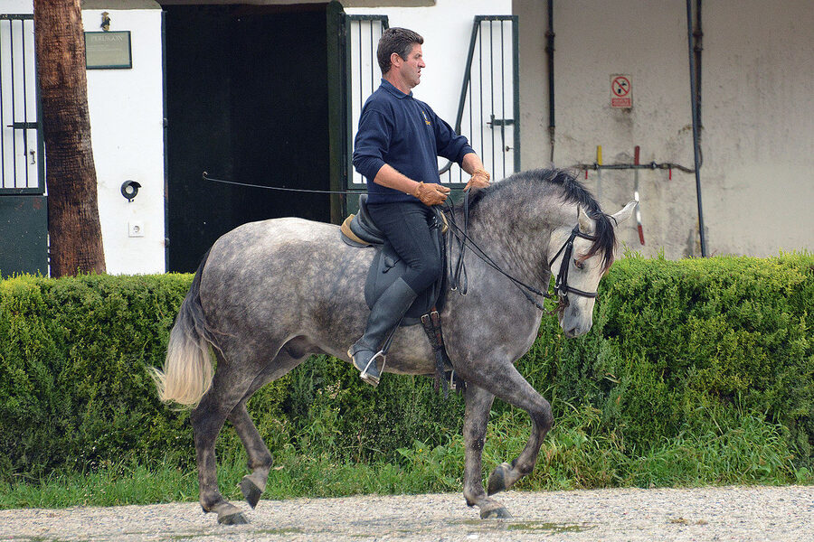 Dressage training at the Real Escuela Jerez