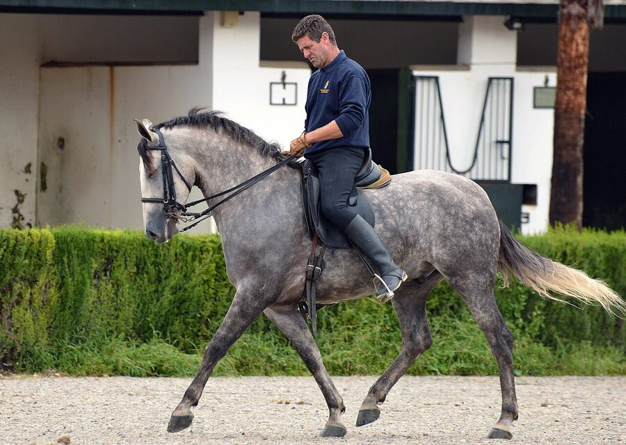 Equestrian art session at the Real Escuela Jerez