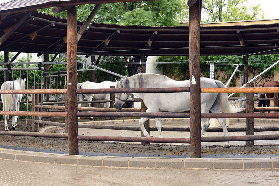 Outdoor school grounds at the Real Escuela Jerez