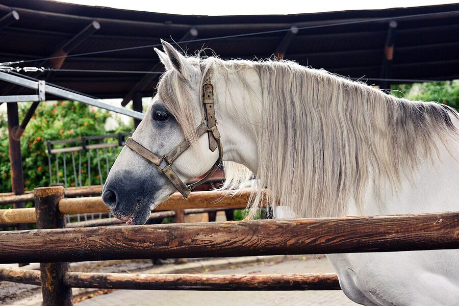 Pathway through the grounds of the Real Escuela Jerez