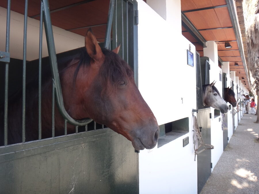 Real Escuela Andaluza building interior Jerez