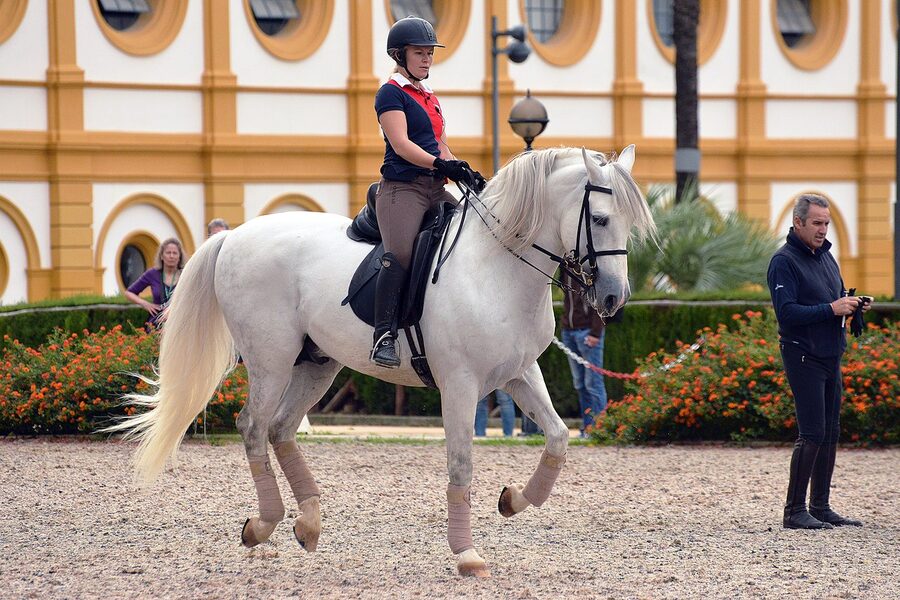 School horses during training at the Real Escuela Jerez