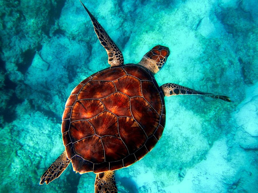 Sea turtle diving with visible shell underwater