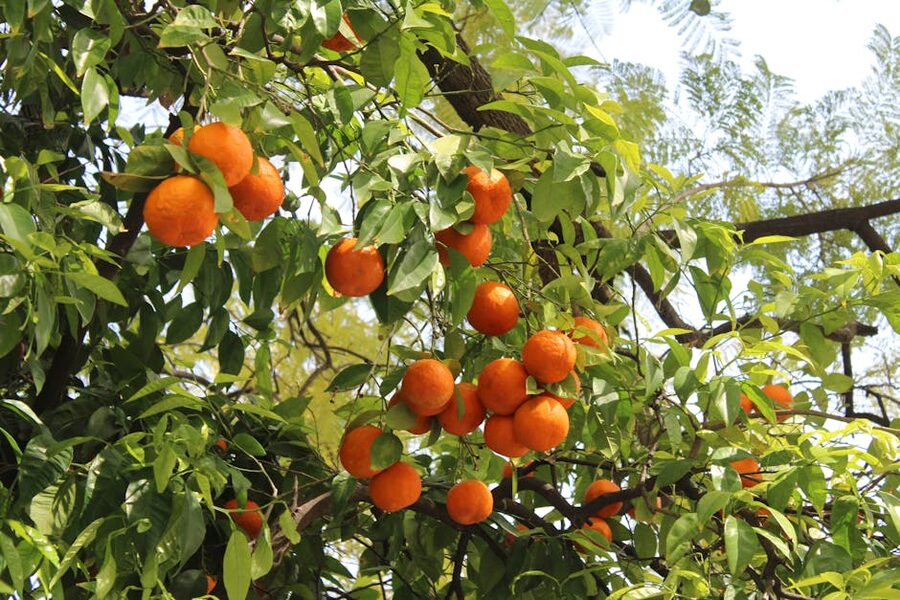 Seville orange trees in sunlight
